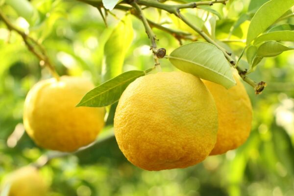 What Is Yuzu & How To Use It